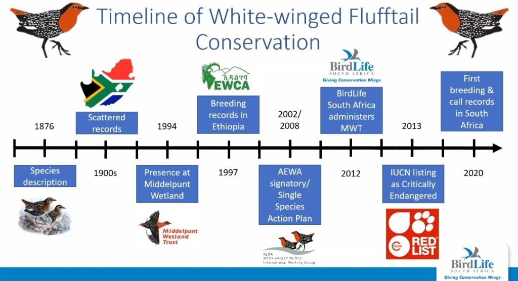 White-winged flufftail discovered in SA, after 140 years
