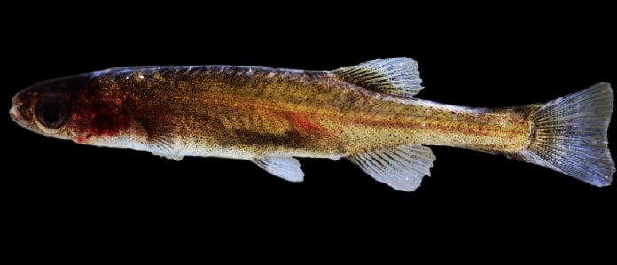 Exploring the Goukou Galaxias