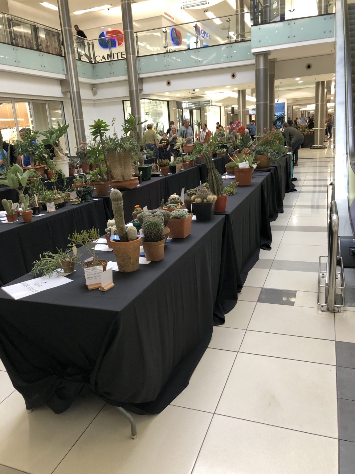 Succulent and Orchid show ends on Sunday, the 13th April 2025