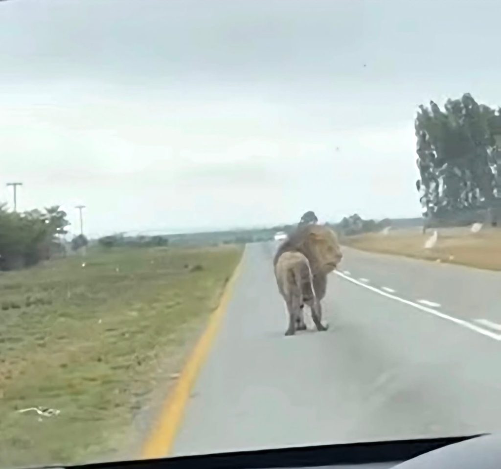Lion on the loose close to Zeerust
