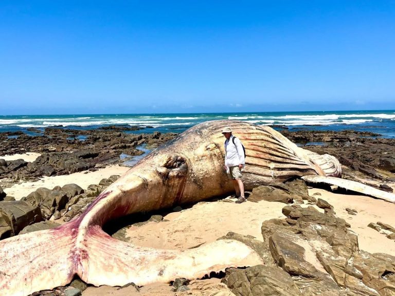 Large female Humpback Whale beached in West Bank, East London ...